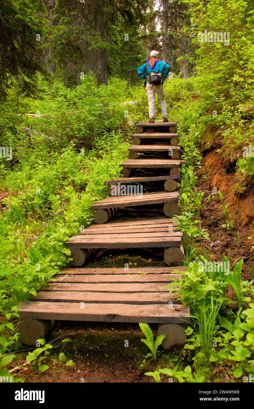 Cliff Lake Trail stairs, Lolo National Forest, Montana Stock Photo - Alamy