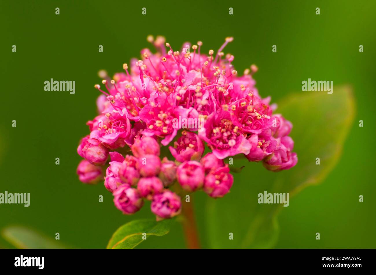 Spirea trail hi-res stock photography and images - Alamy
