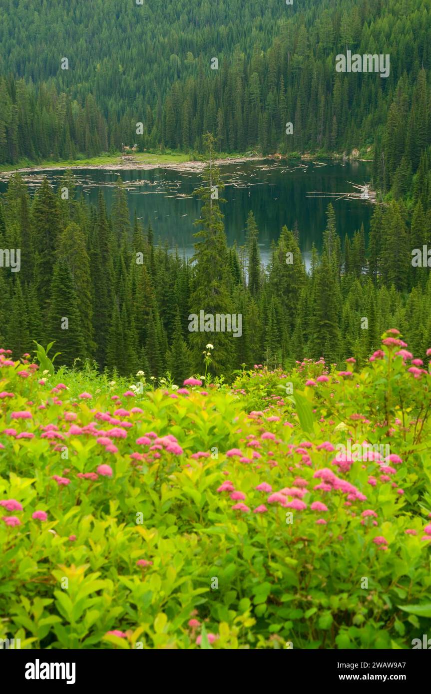 Diamond Lake with spirea from the Cliff Lake Trail, Lolo National ...