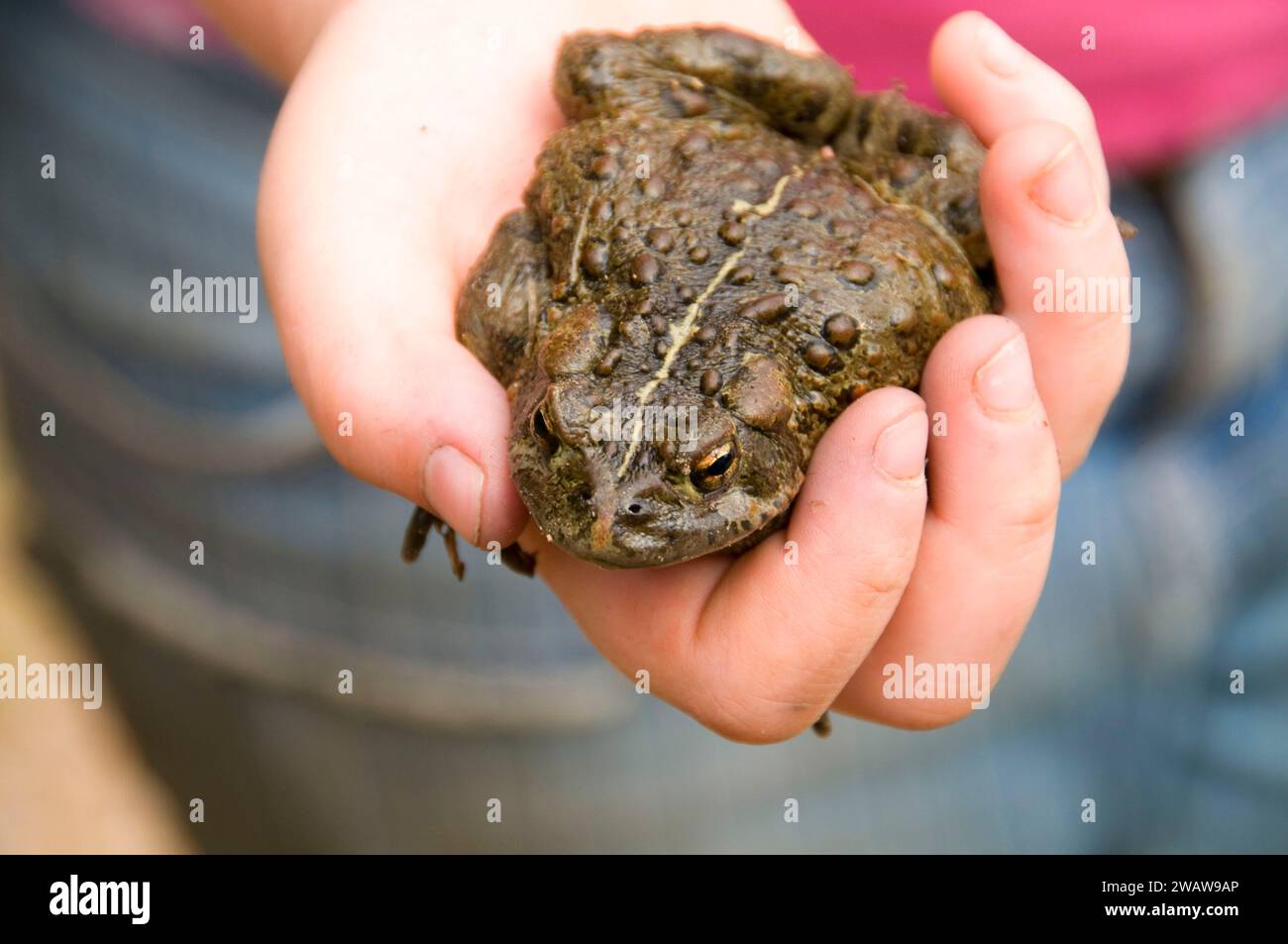 Child holding toad at Diamond Lake, Lolo National Forest, Montana Stock ...