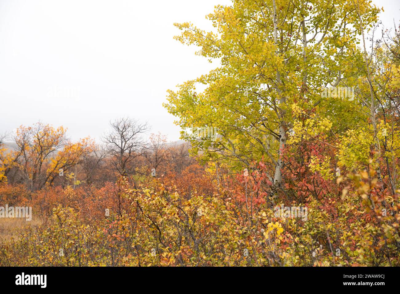 A fall deciduous forest in Rockglen, Saskatchewan, Canada Stock Photo ...
