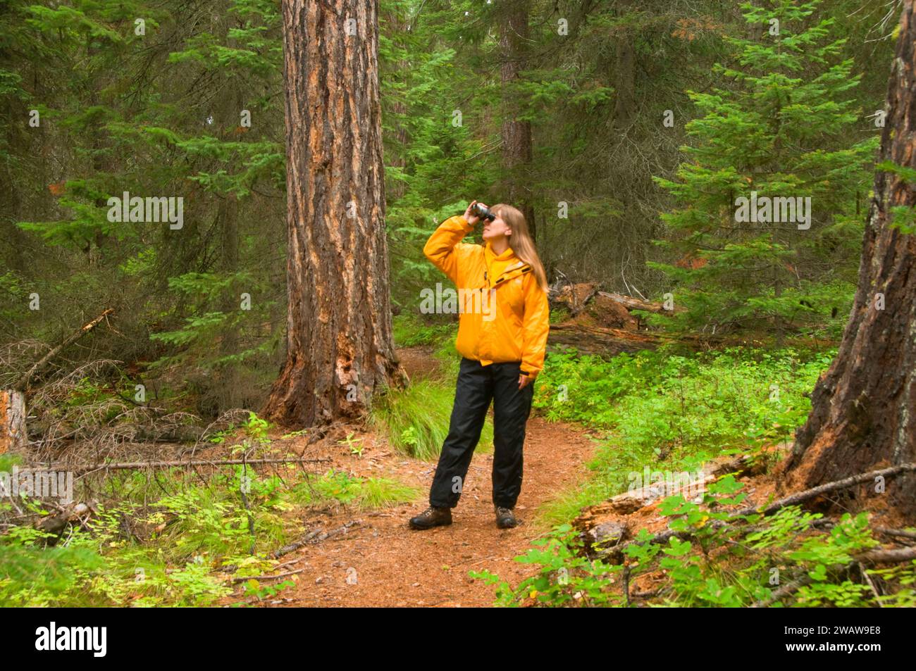 Birding along Clearwater River Nature Trail, Lolo National Forest ...