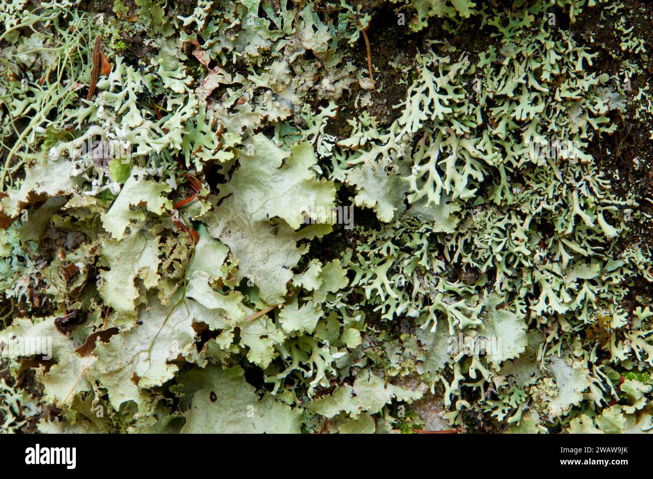 Lichen along Cascade Falls Trail (Iron Mountain Road), St Regis ...