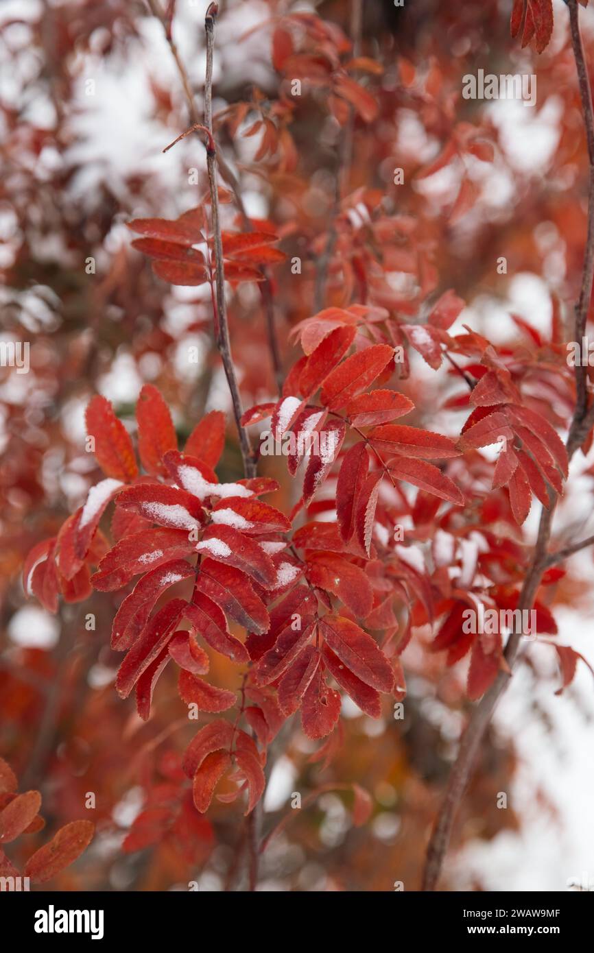 Red ash hi-res stock photography and images - Alamy