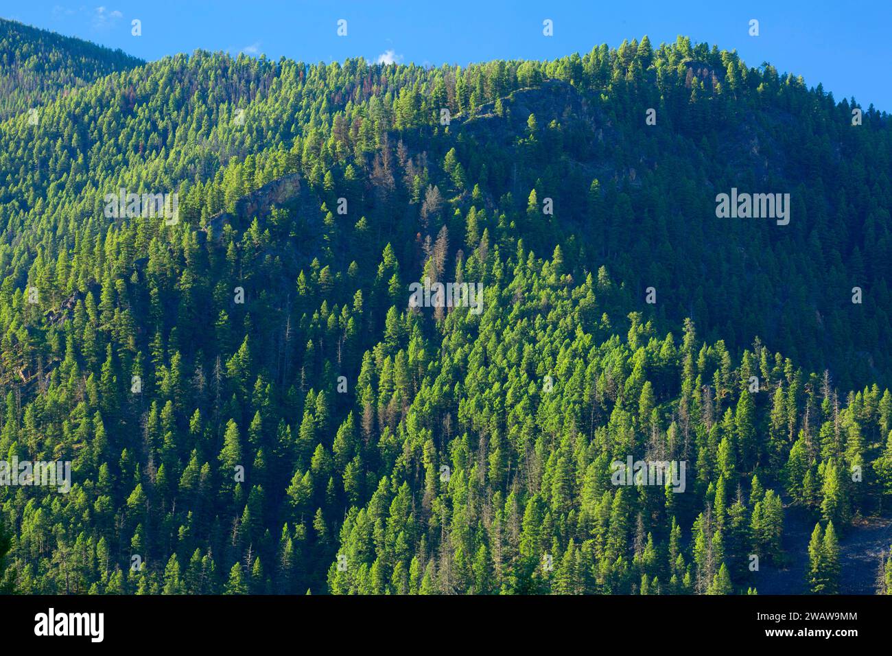 Forest slope above Rock Creek, Lolo National Forest, Montana Stock ...