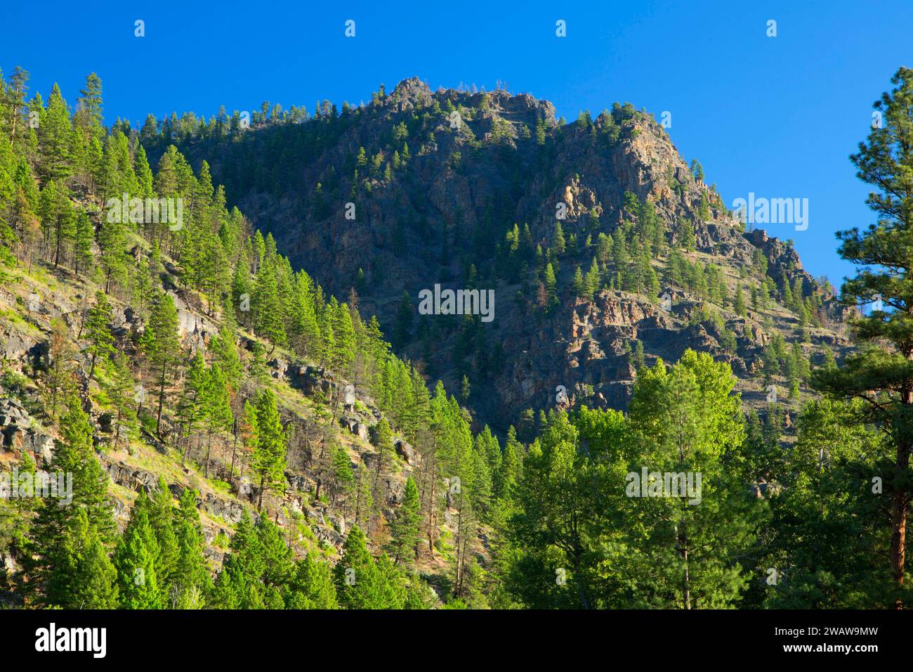 Canyon slope above Rock Creek, Lolo National Forest, Montana Stock ...