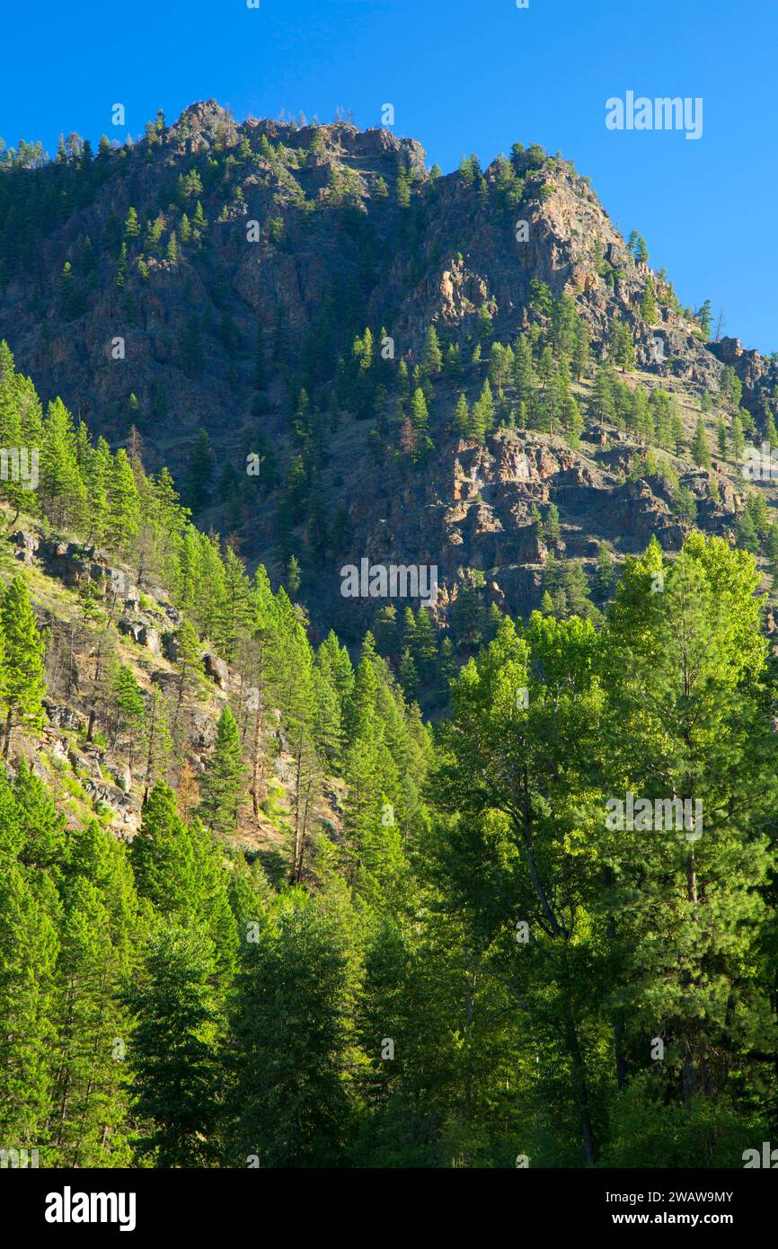 Canyon slope above Rock Creek, Lolo National Forest, Montana Stock ...