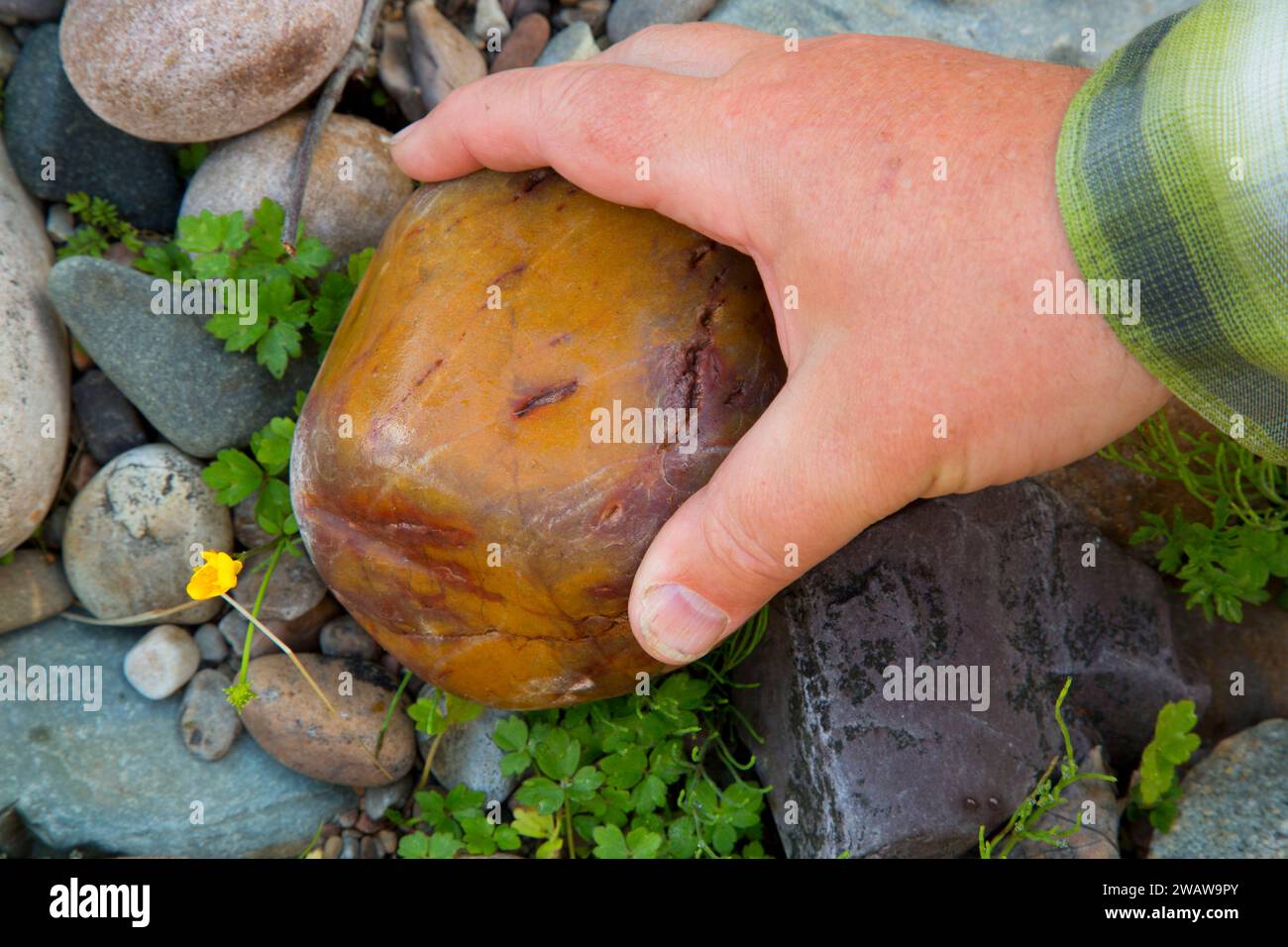 Jasper cobble on Rock Creek, Lolo National Forest, Montana Stock Photo ...