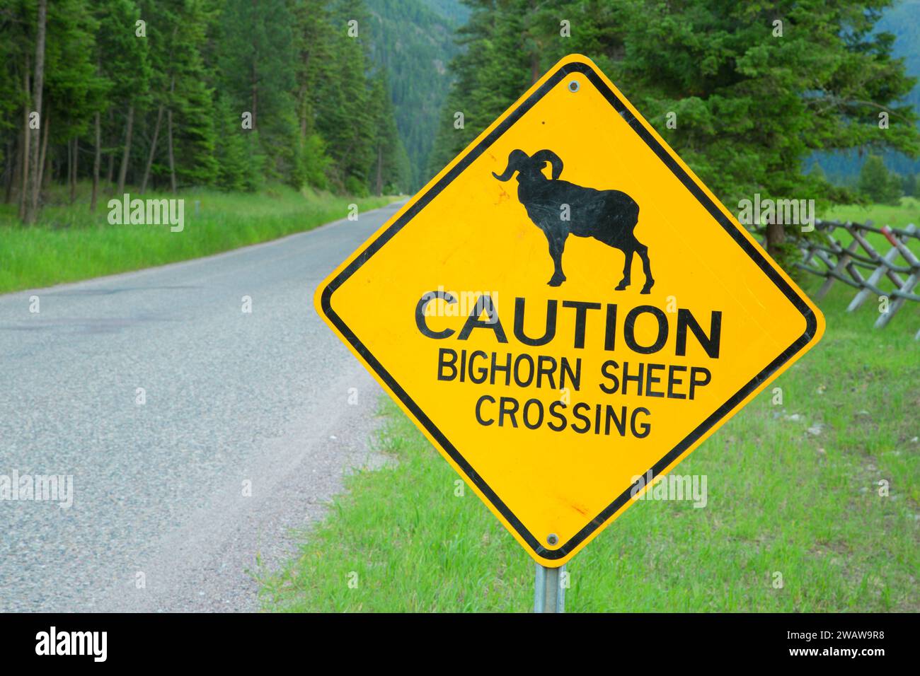 Bighorn sheep crossing sign near Rock Creek, Lolo National Forest ...