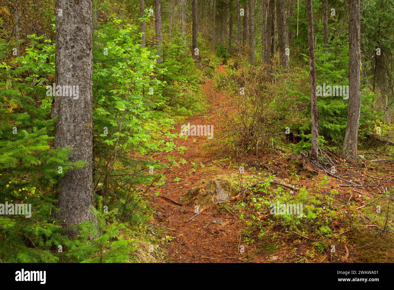 Historic Lolo Trail at Howard Creek, Lolo National Forest, Lewis and ...