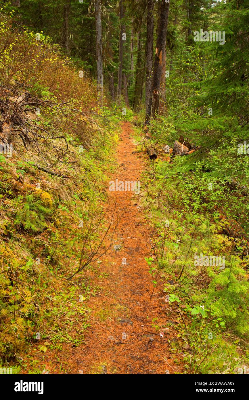 Historic Lolo Trail at Howard Creek, Lolo National Forest, Lewis and ...