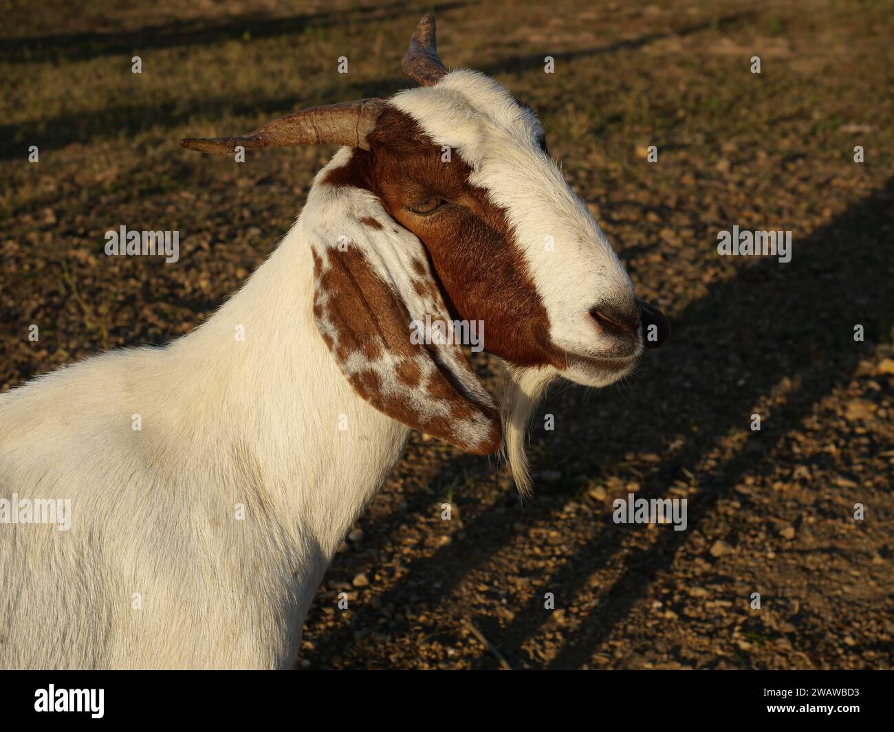 Brown and white spotted goat standing in green pasture, Mammals on the ...