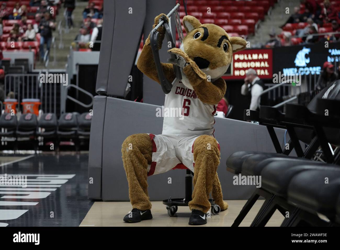 Washington State mascot Butch T. Cougar holds a chair like a shoulder ...