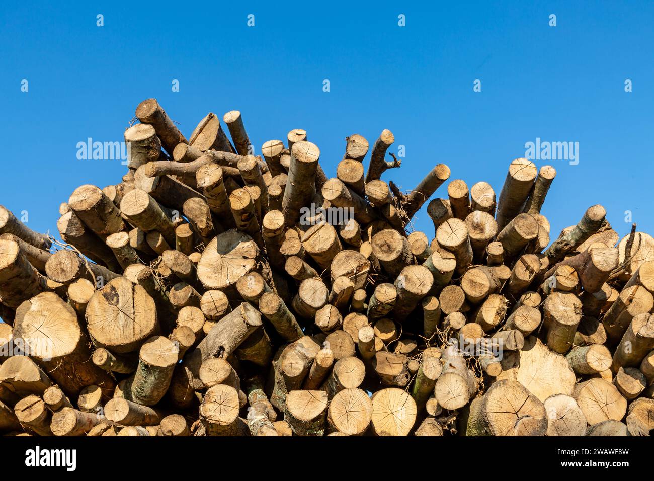 Large pile timber logs hi-res stock photography and images - Alamy