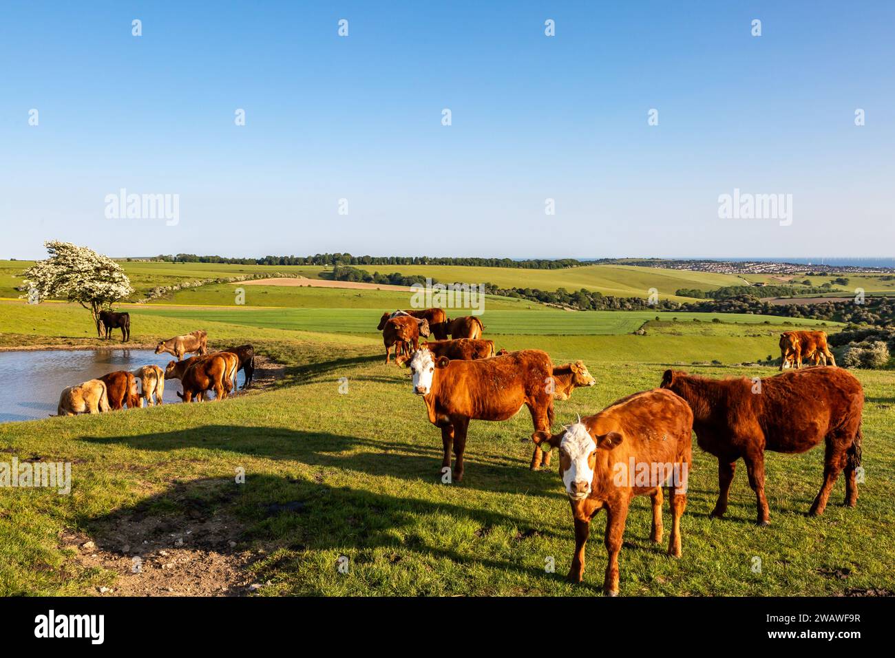 Cows on Ditchling Beacon on a sunny summer's evening Stock Photo - Alamy
