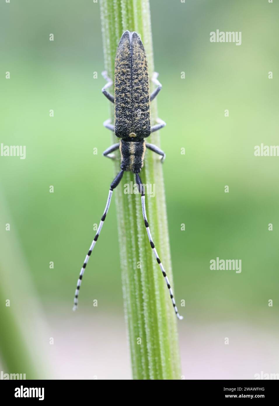 Agapanthia villosoviridescens, known as the golden-bloomed grey ...