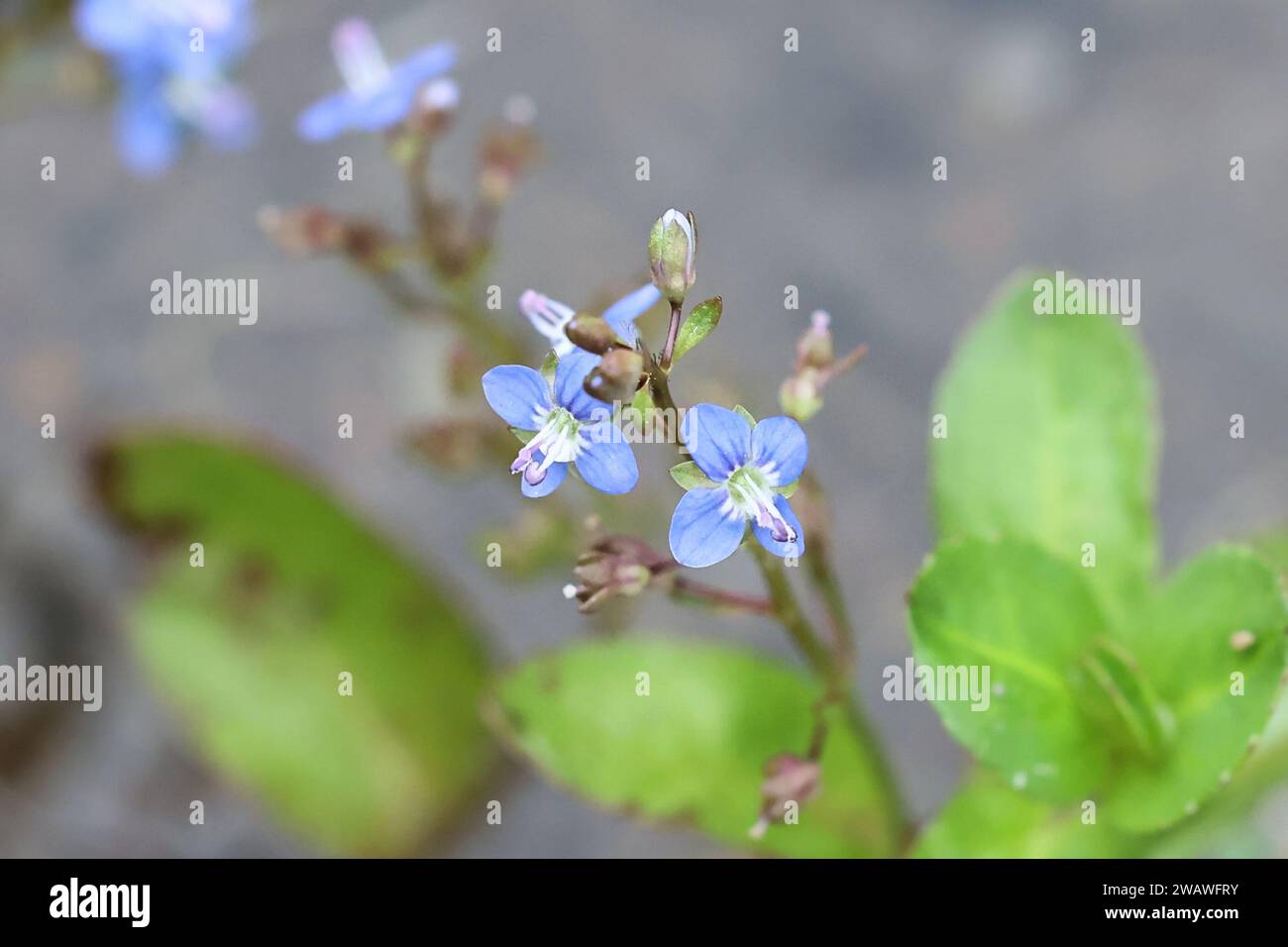 Veronica beccabunga, known as the European speedwell or brooklime, wild ...