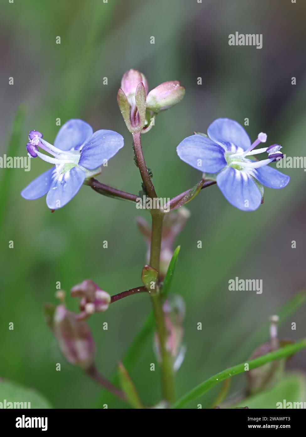 Veronica beccabunga, known as the European speedwell or brooklime, wild ...