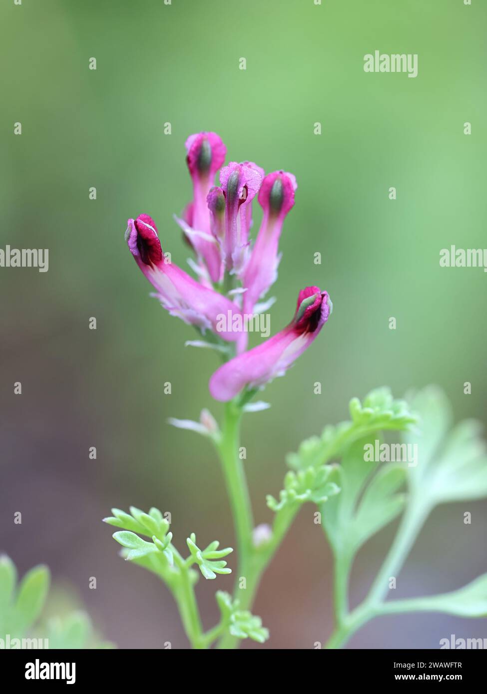 Fumaria officinalis, commonly known as earth smoke or common fumitory ...