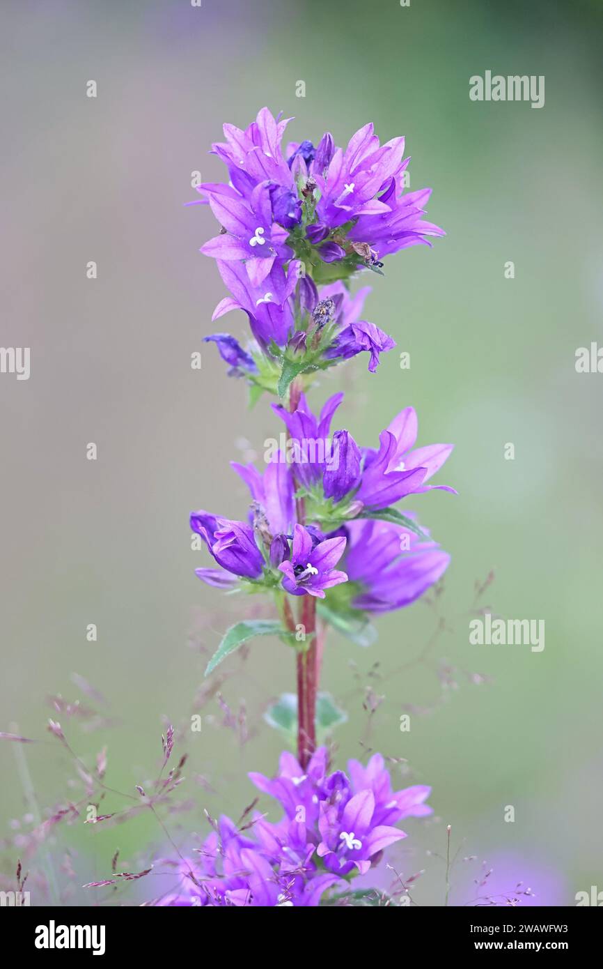 Clustered Bellflower, Campanula glomerata, wild plant from Finland ...