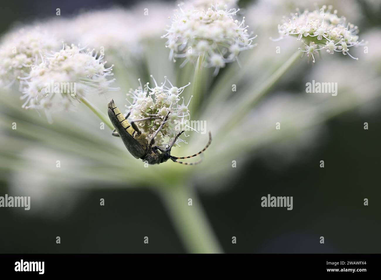 Longhorn beetle or longicorn, Anoplodera virens, feeding on Wild ...