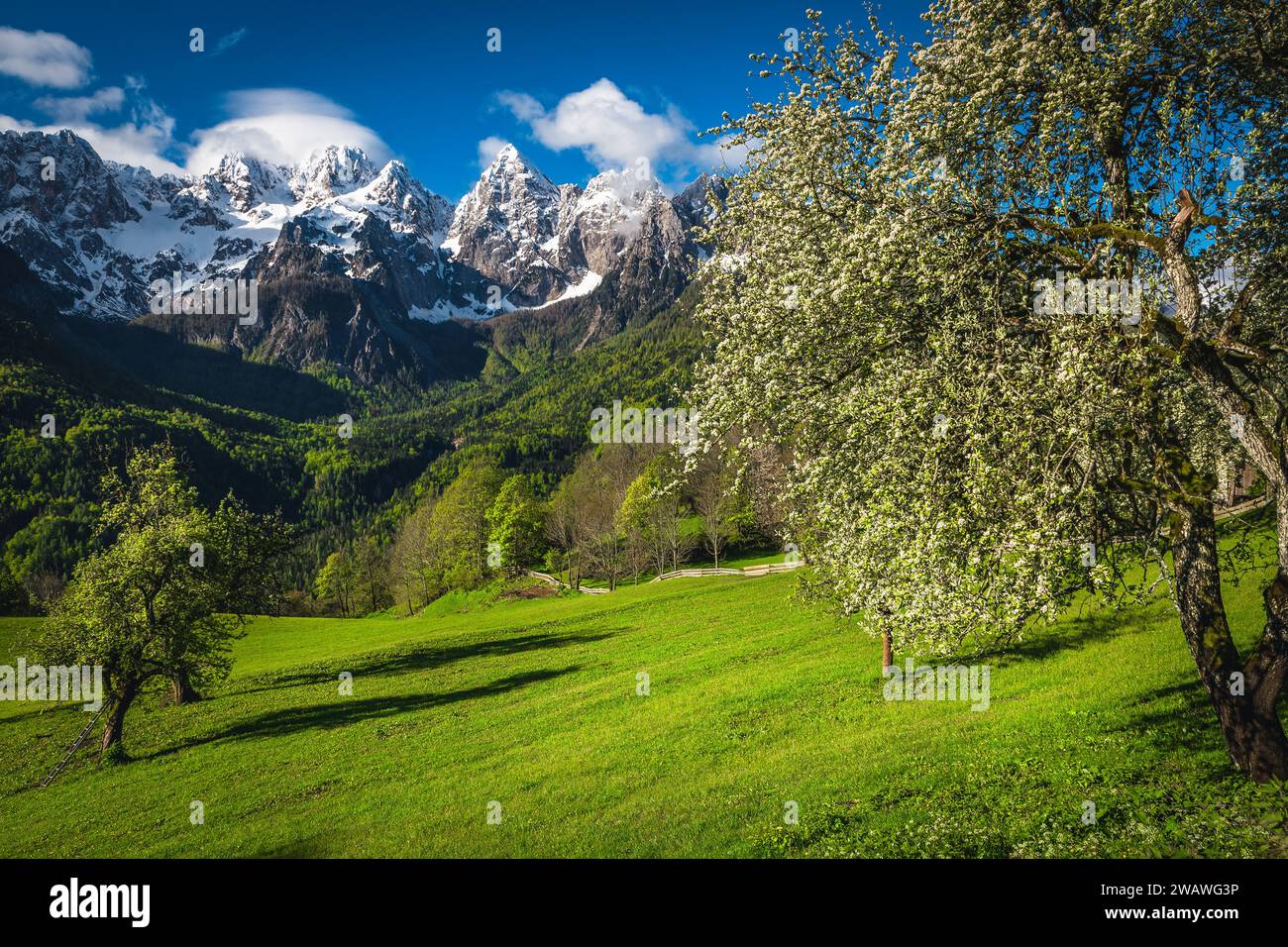 Amazing view with blooming fruit trees on the green meadows. High snowy ...