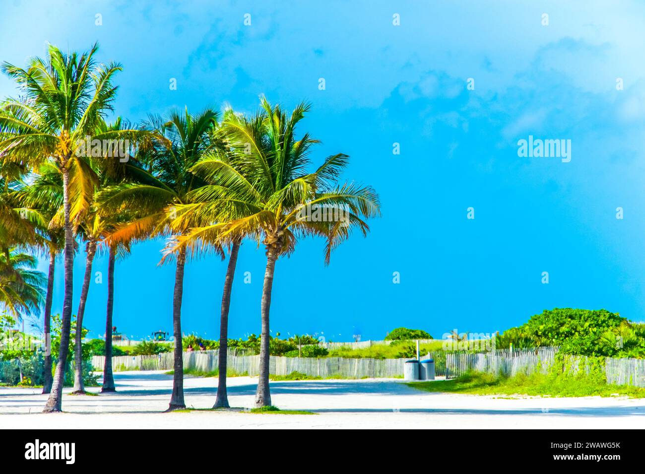 Discover tropical bliss with palm trees in Miami Beach! Sunny summer ...