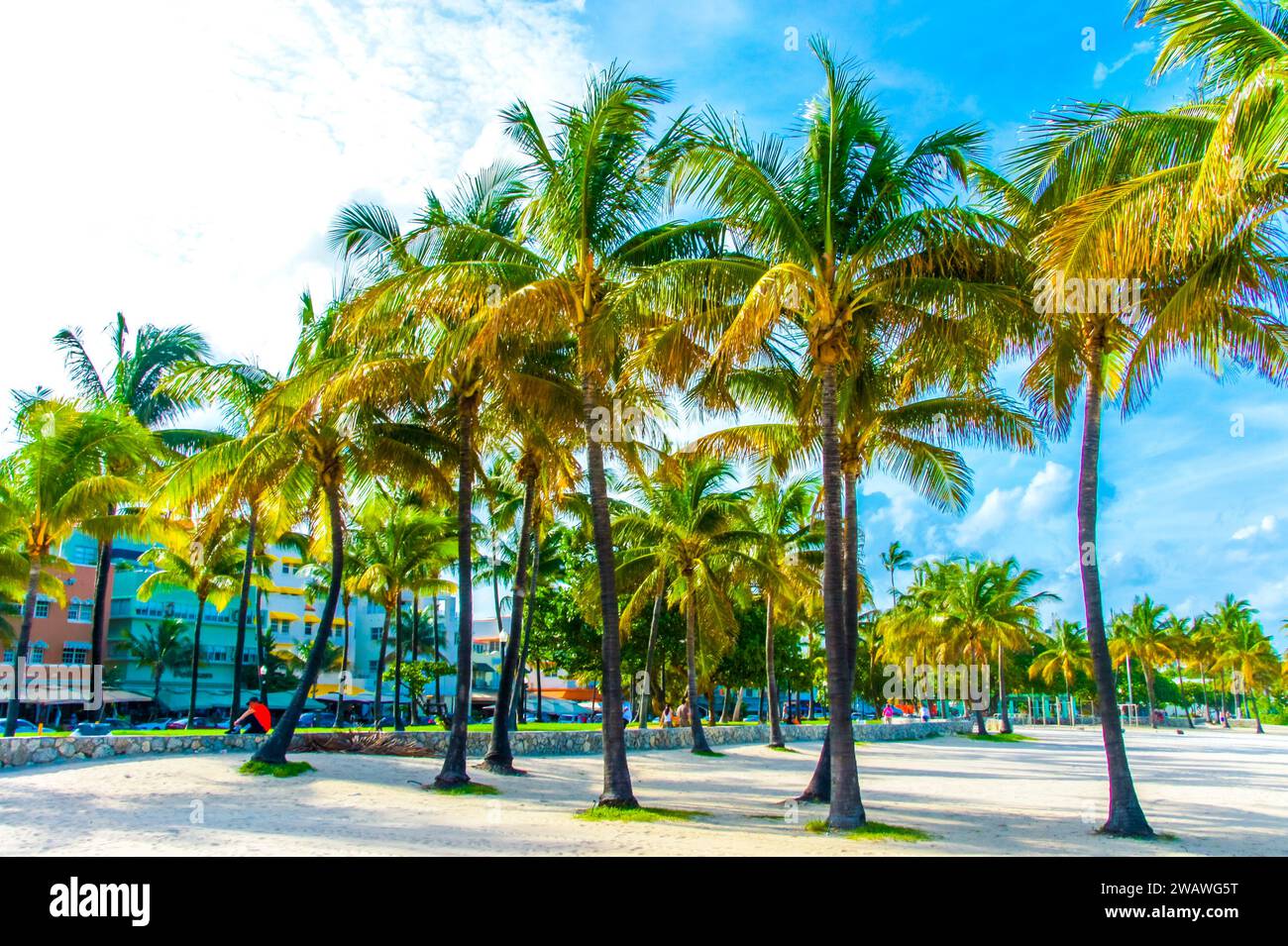 Experience the allure of tropical beaches! Explore beautiful palm trees ...