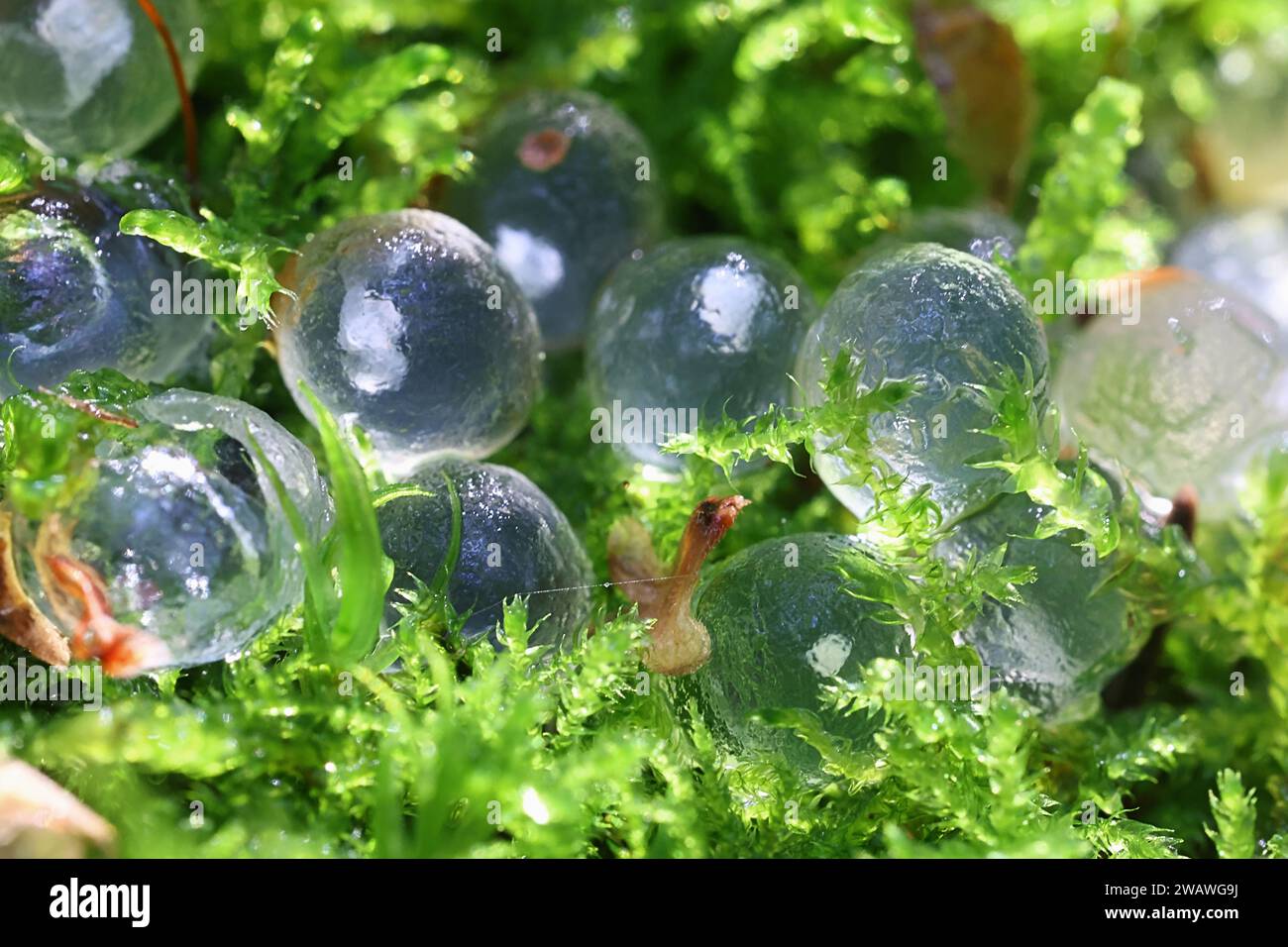 Slug and moss hi-res stock photography and images - Alamy