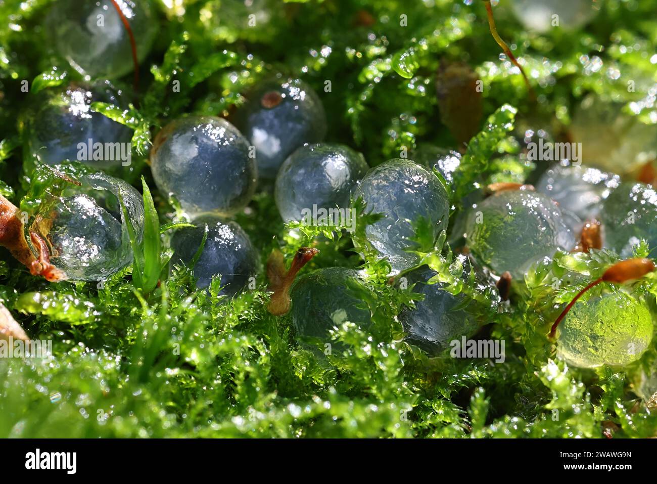 Snail eggs hi-res stock photography and images - Alamy