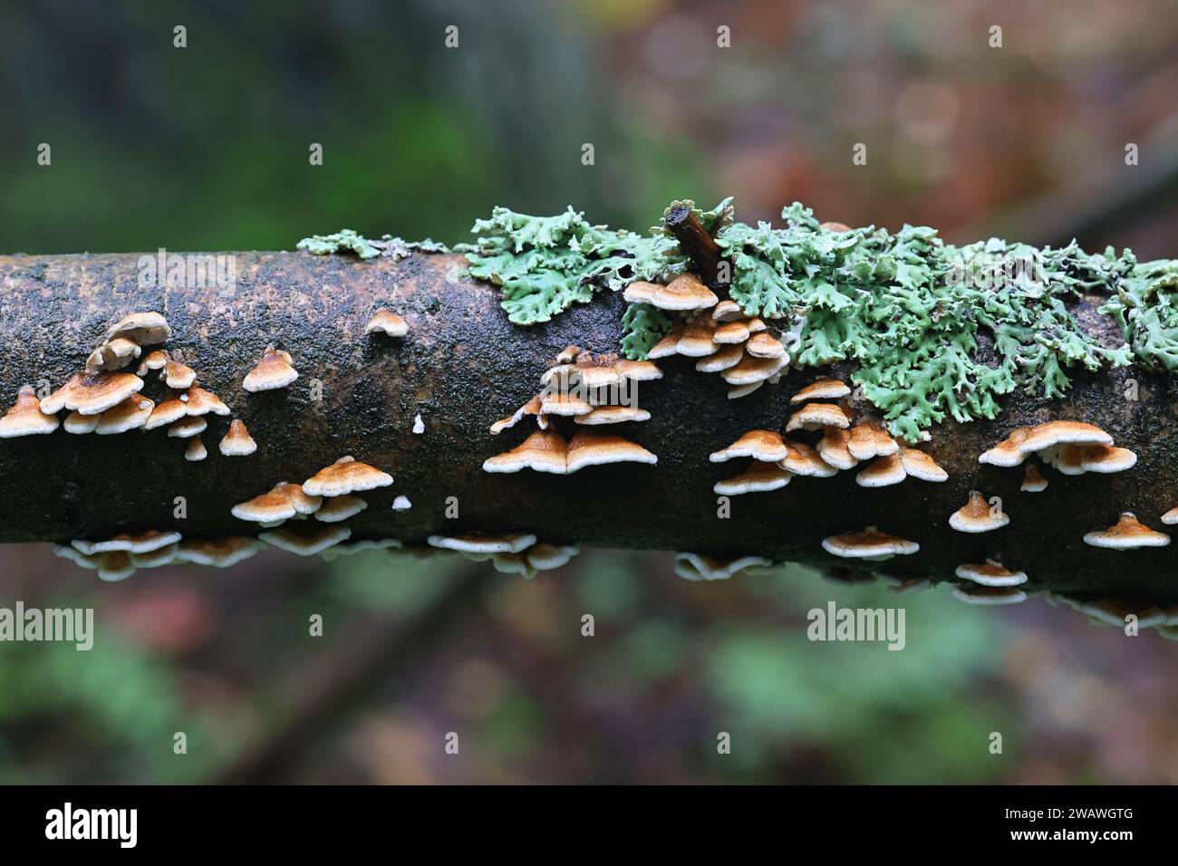 Plicatura crispa, commonly known as crimbed gill, wild fungus from ...