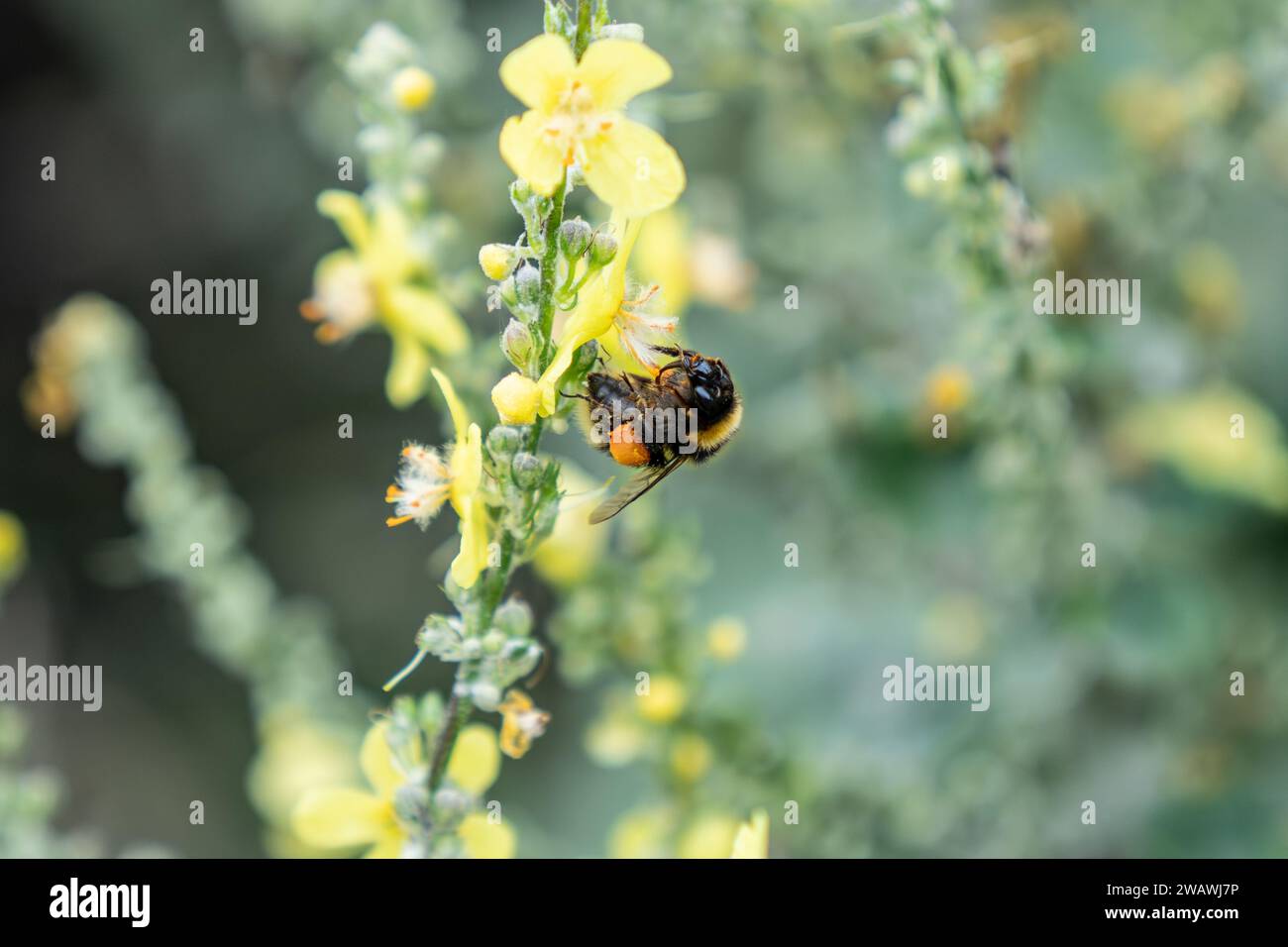 Bumble-bee gathers pollen from yellow flower of mullein plant with full ...