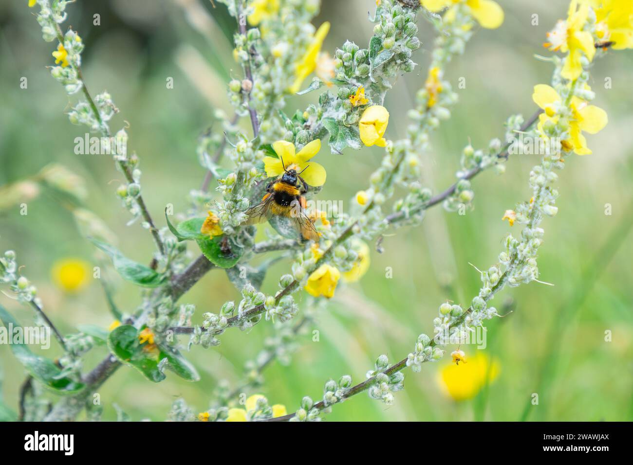 Wing pattern on bumble-bee as gathers pollen from yellow flower of ...