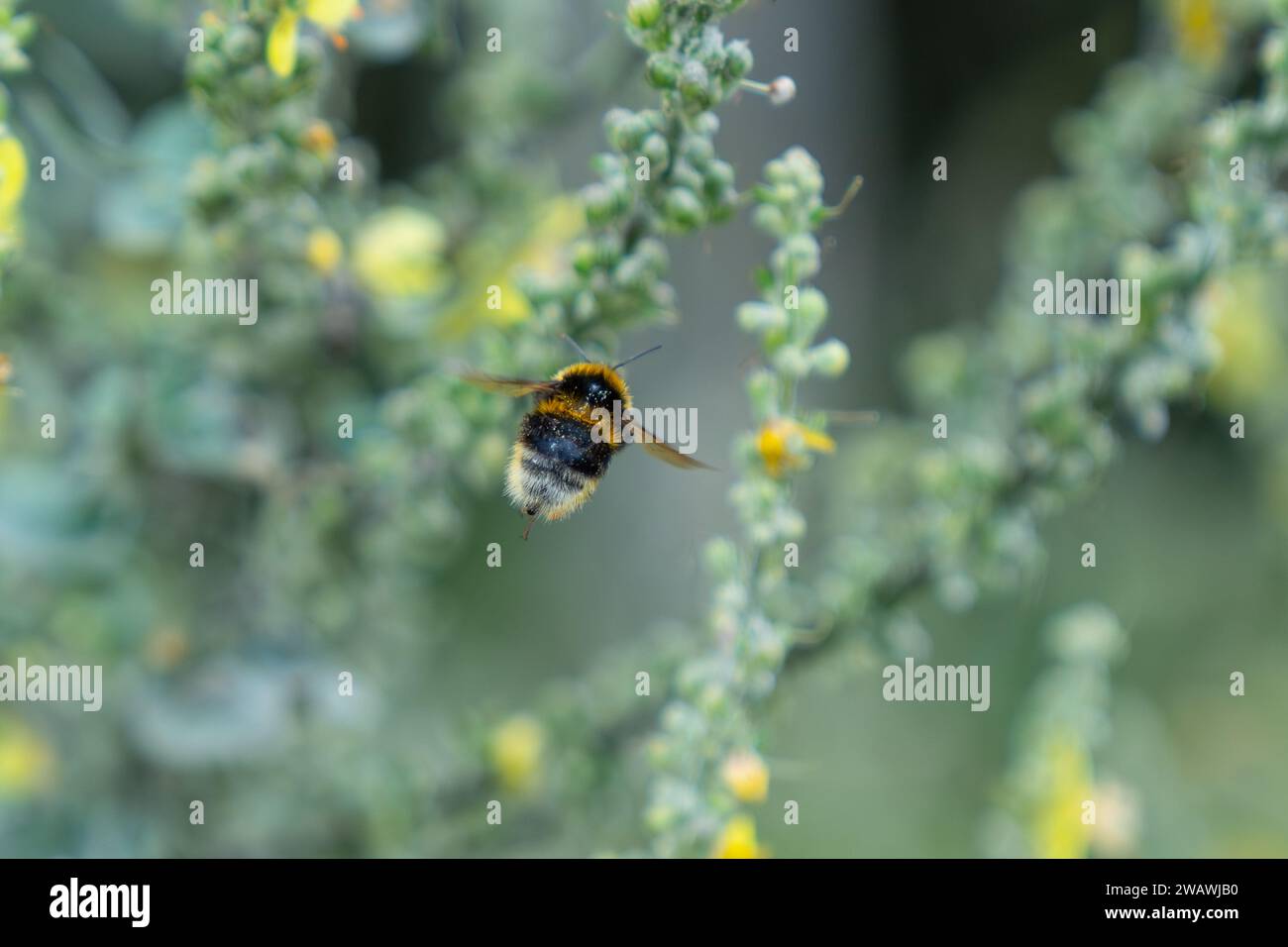Flying away bumble-bee gathers pollen from yellow flower of mullein ...