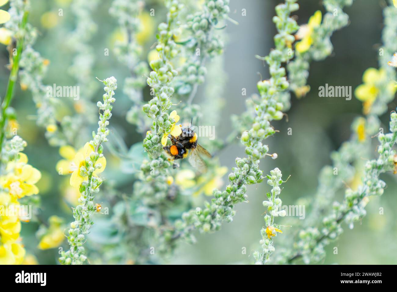 Bumble-bee gathers pollen from yellow flower of mullein plant with full ...