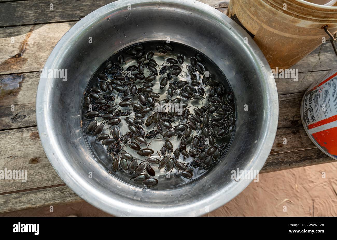 Bugs and bug traps Stock Photo - Alamy
