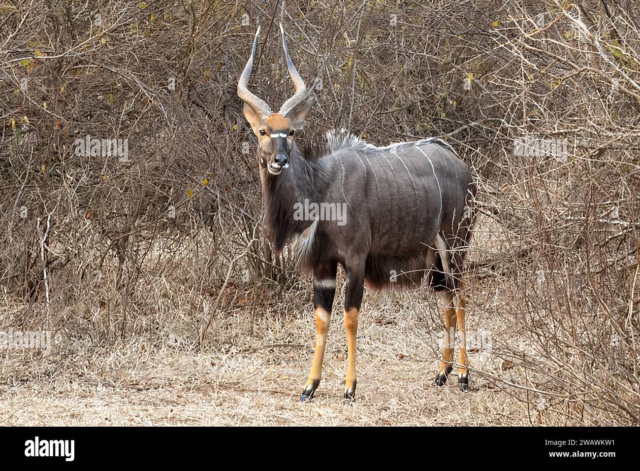 Male nyala tragelaphus angasii looking hi-res stock photography and ...
