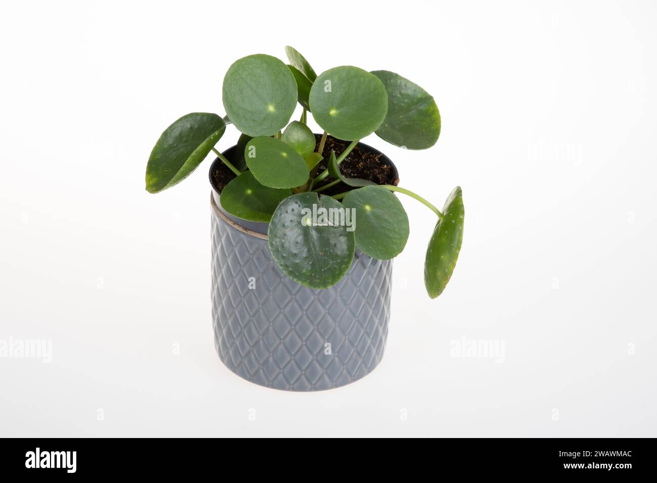 Green rubber plant on Round grey pot for purify home office air on ...