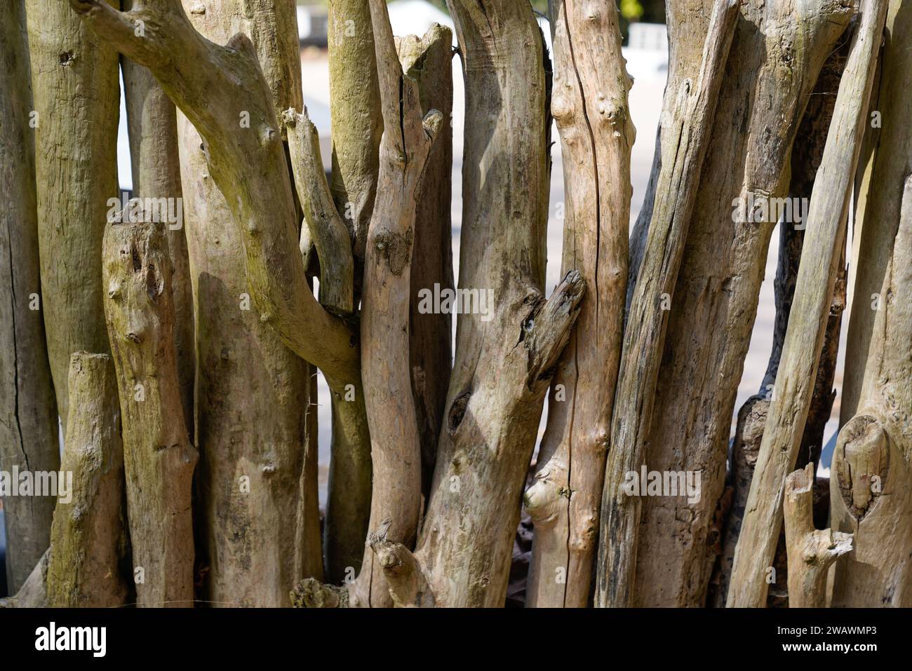 branches texture background close-up make natural fence barrier Stock ...