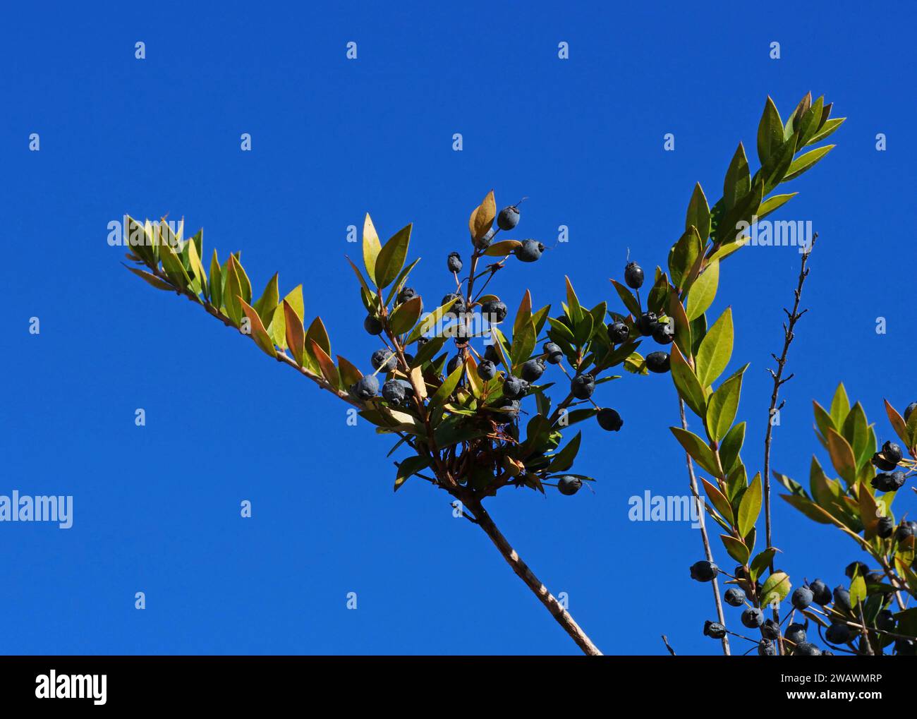 Berries of myrtle (myrtus communis) in Sardinia, Italy Stock Photo - Alamy