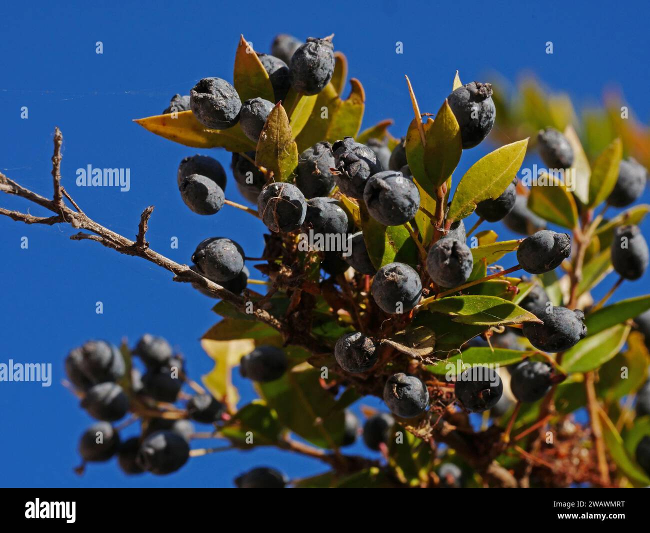 Berries of myrtle (myrtus communis) in Sardinia, Italy Stock Photo - Alamy