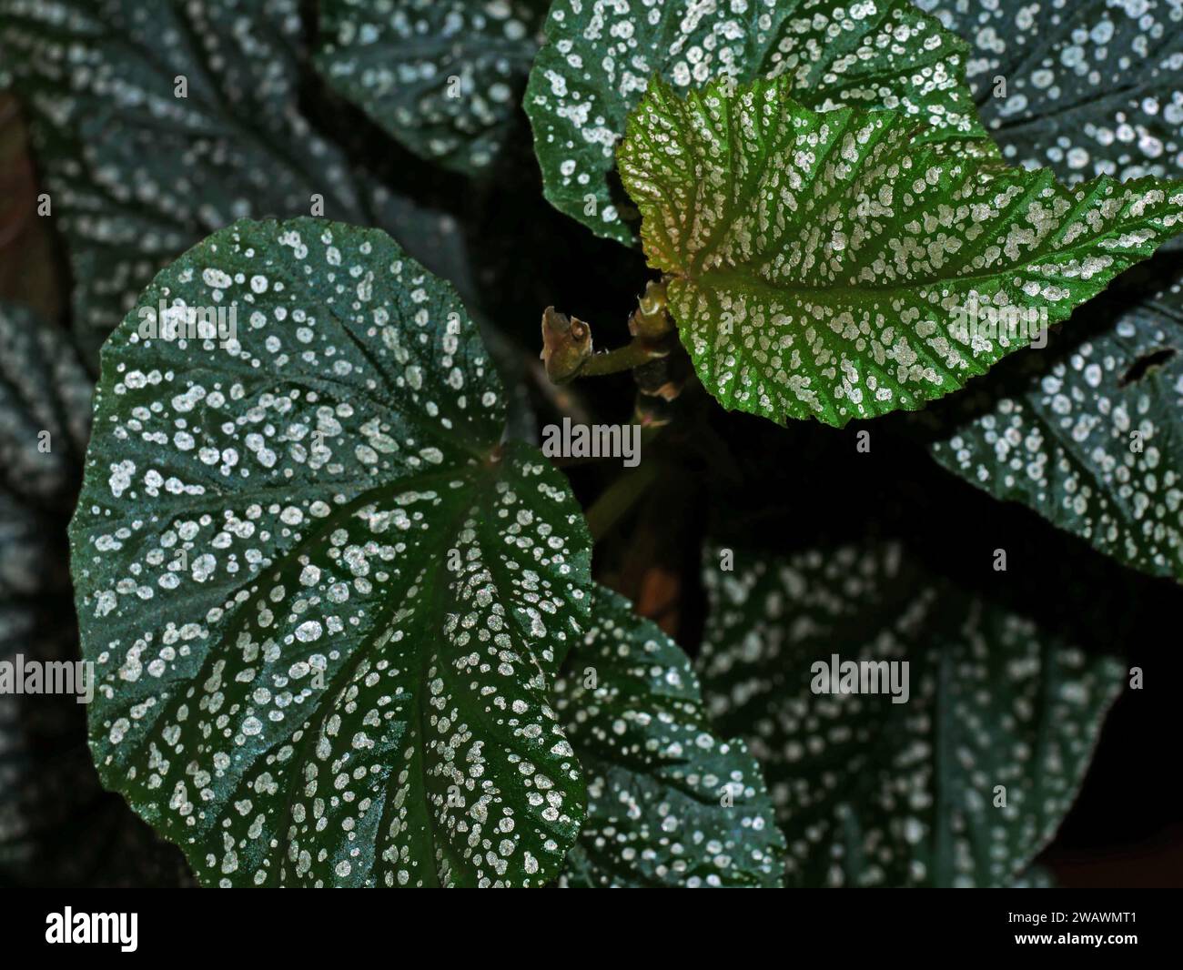 Begonia blooming hi-res stock photography and images - Alamy
