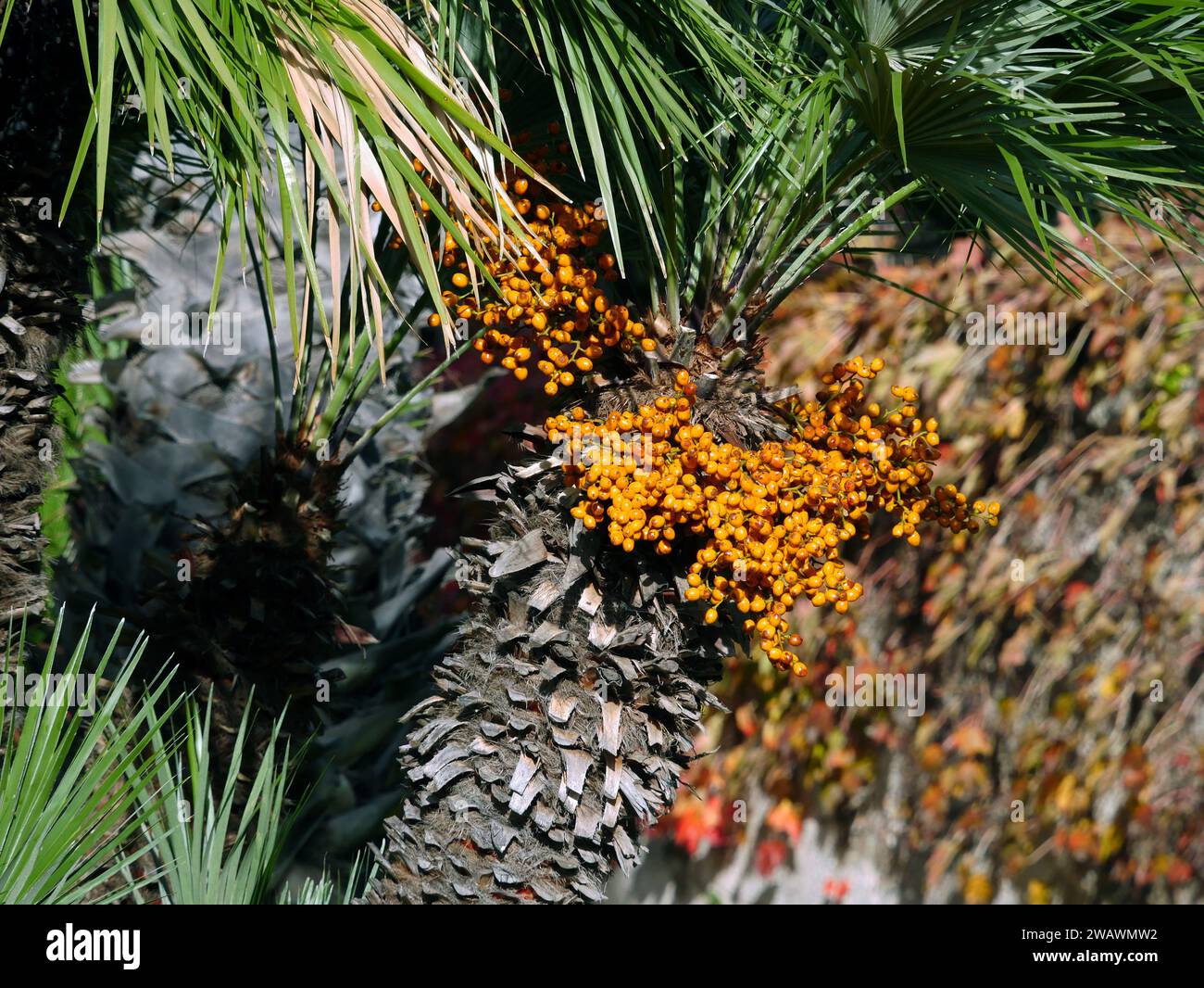 Pal tree fruits Stock Photo - Alamy