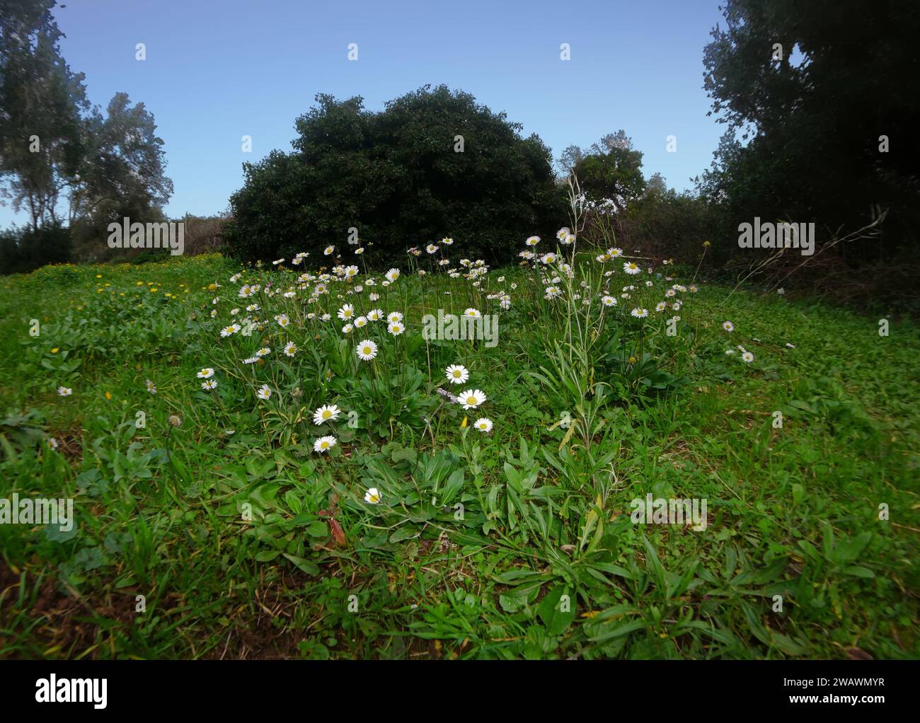 Wild daisy bellis perennis hi-res stock photography and images - Alamy