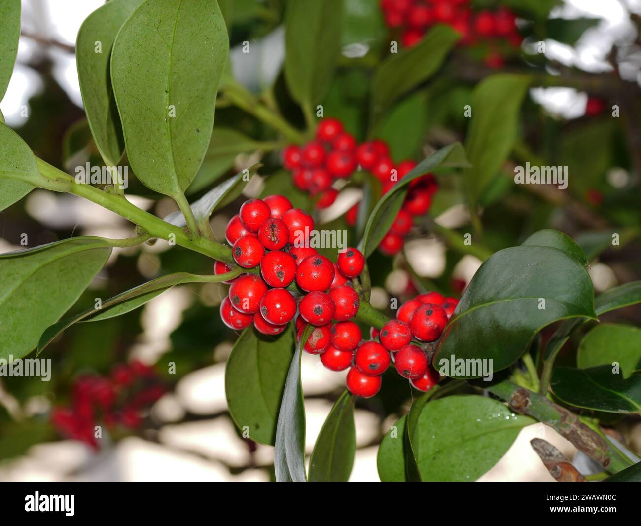 Holly close up hi-res stock photography and images - Alamy