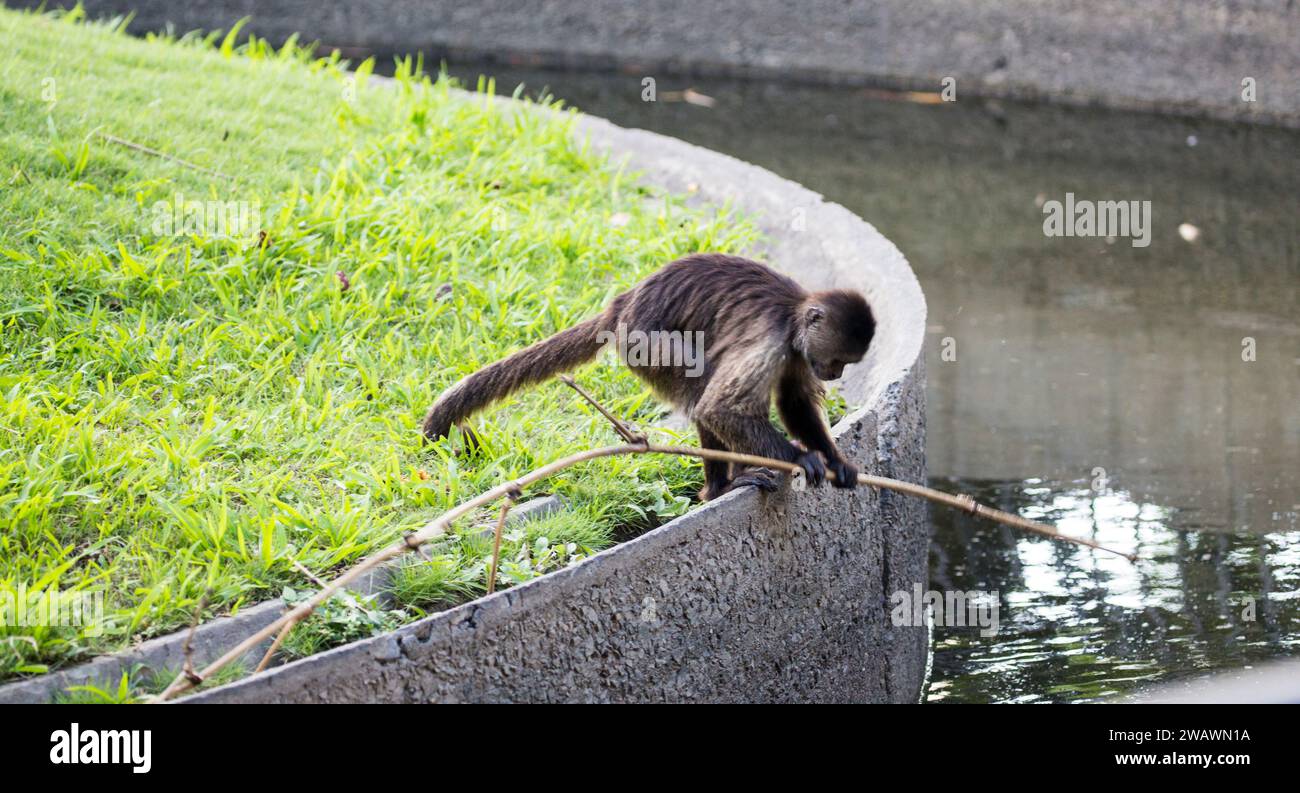 Monkey fish hi-res stock photography and images - Alamy