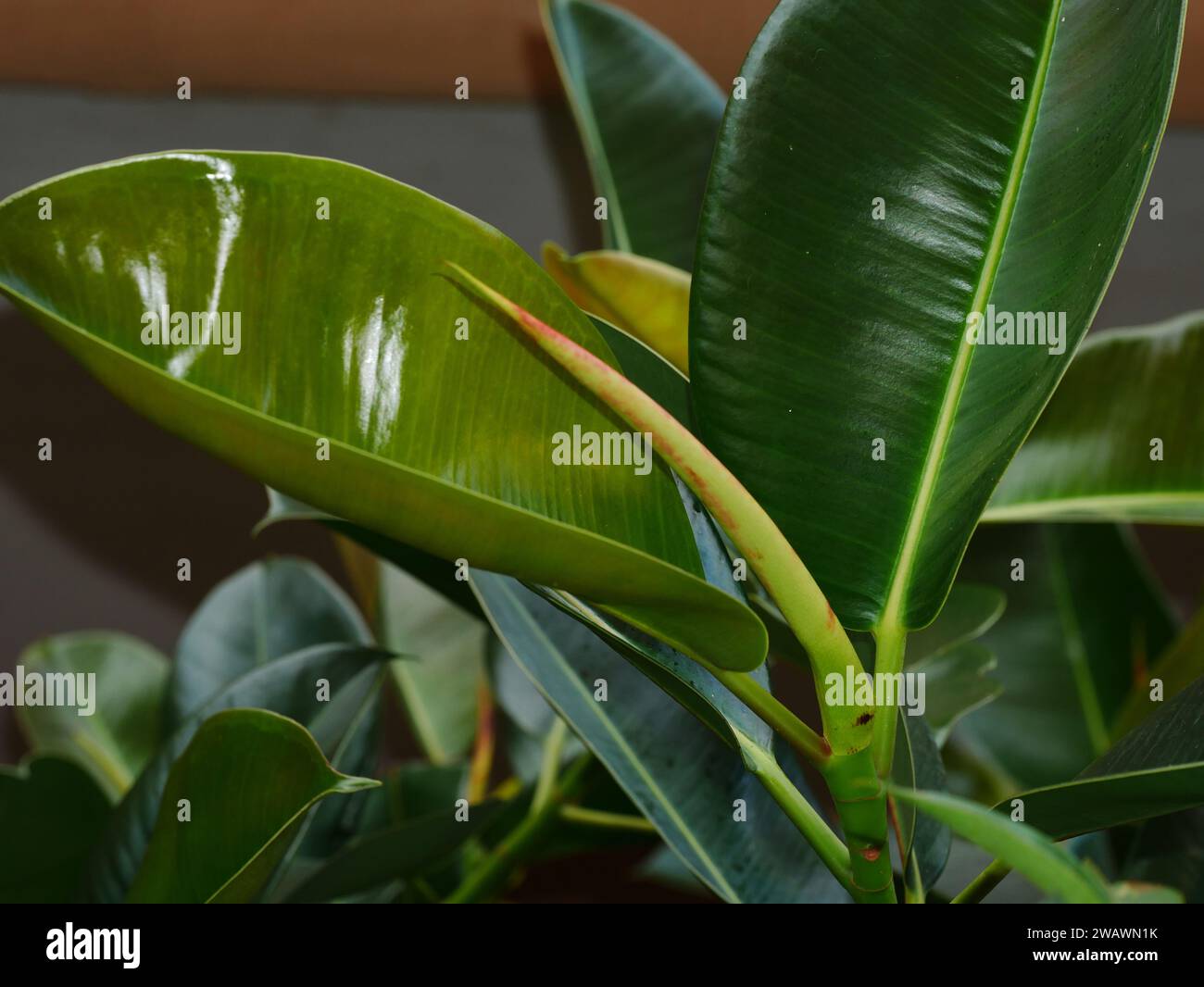 Ficus tree blossoming Stock Photo - Alamy