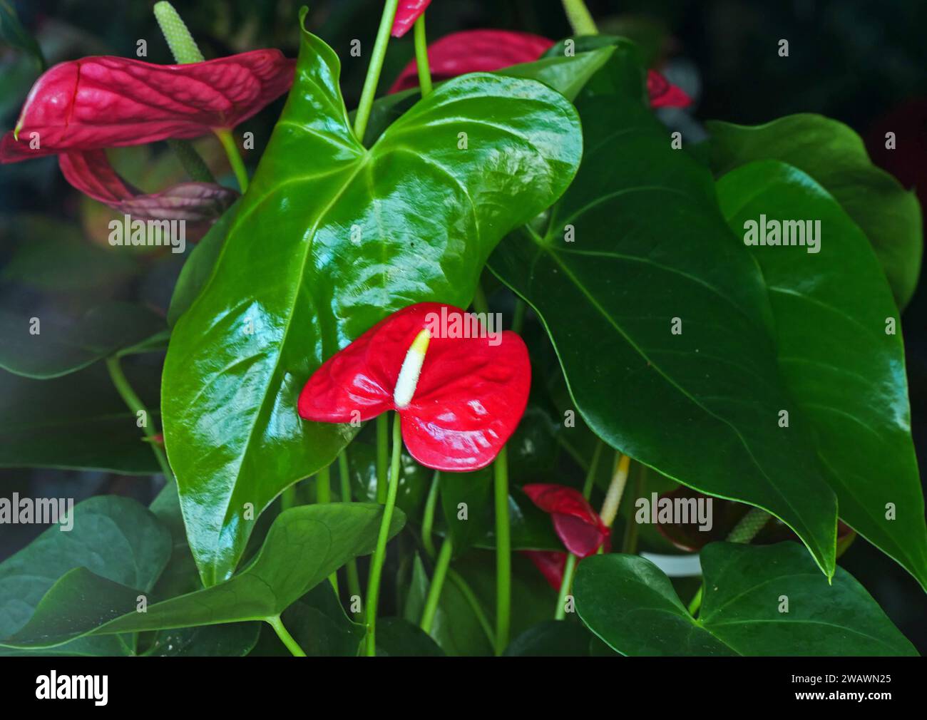 Red anturium hi-res stock photography and images - Alamy