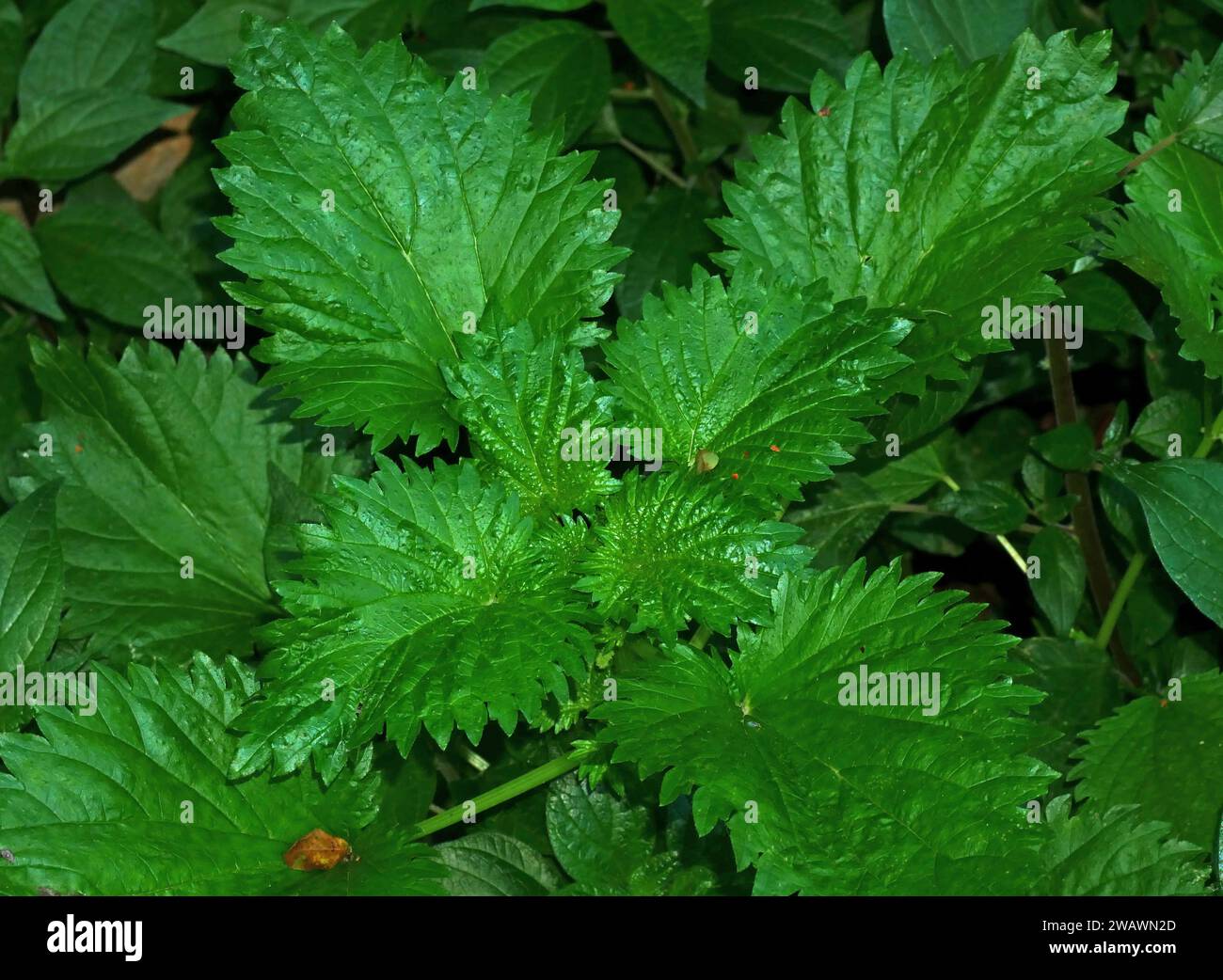 Urtica in the garden hi-res stock photography and images - Alamy