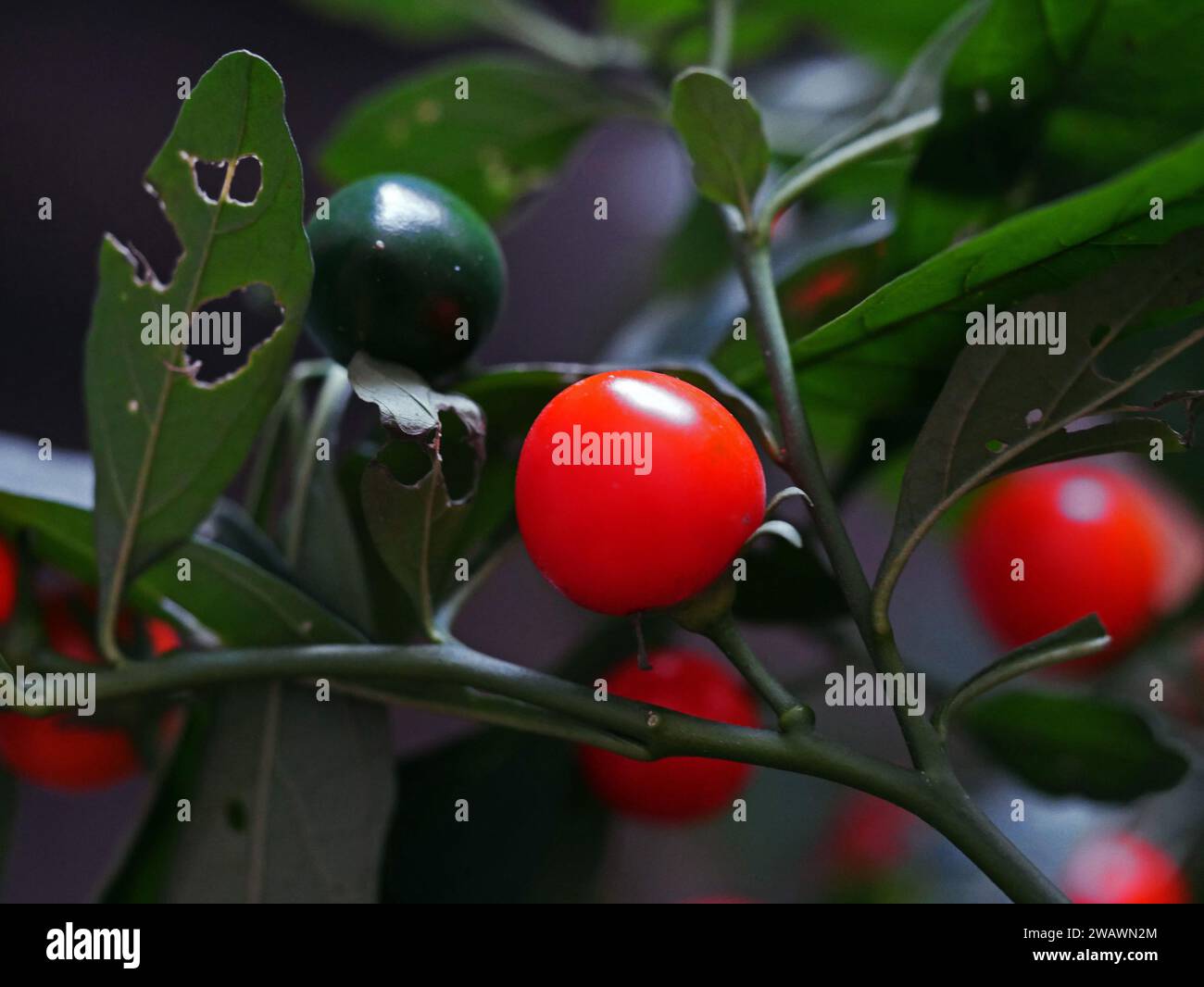 Jerusalem cherry hi-res stock photography and images - Alamy